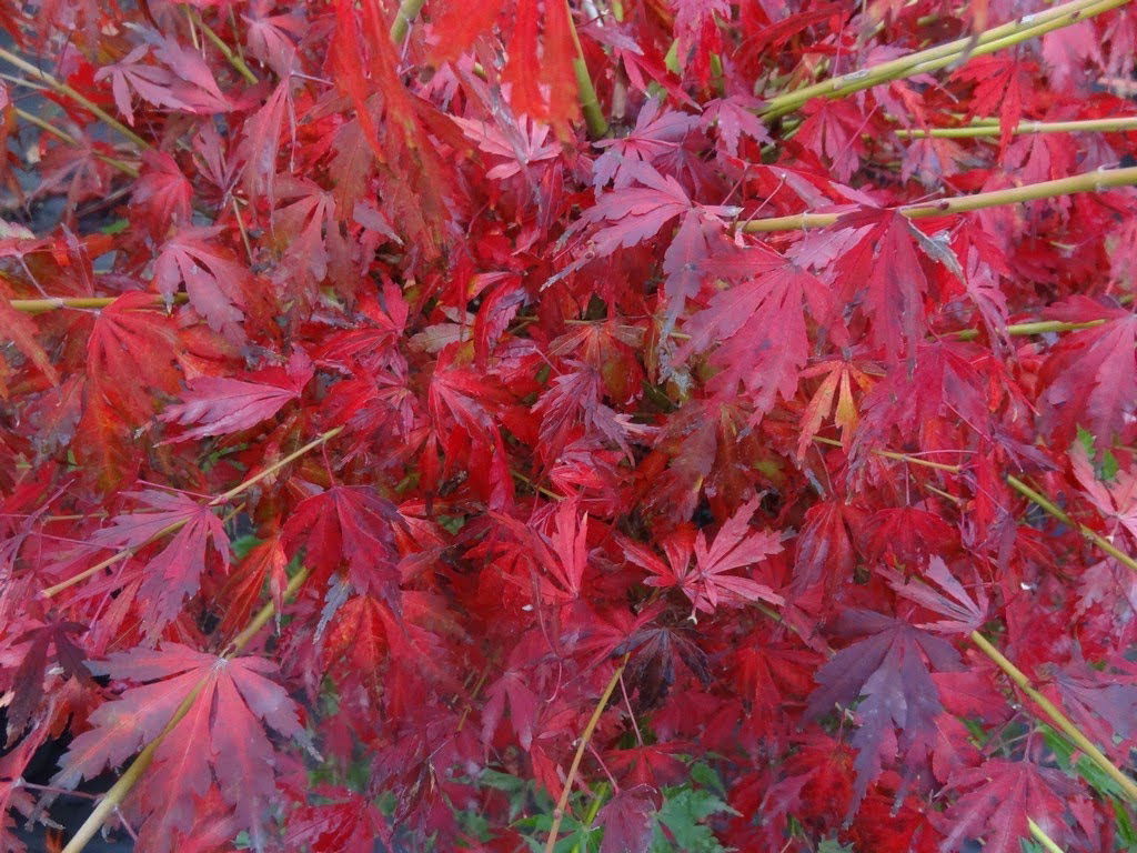 Buy Weeping Japanese Maples — Mr Maple │ Buy Japanese Maple Trees