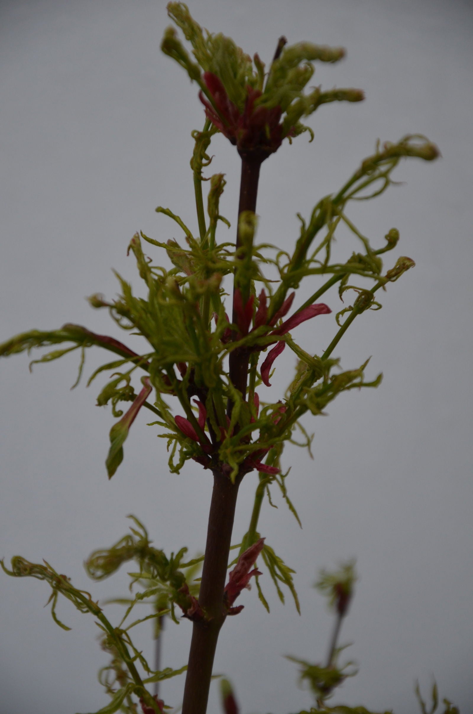 Buy Acer palmatum 'Hagoromo' Angel Feather Japanese Maple — Mr Maple ...