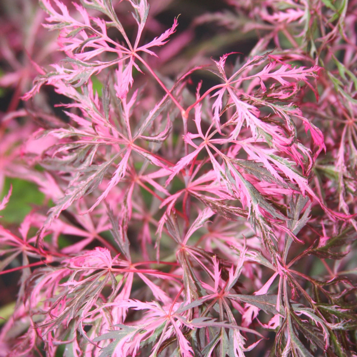 Buy Acer palmatum 'Hana matoi' Japanese Maple — Mr Maple │ Buy Japanese ...