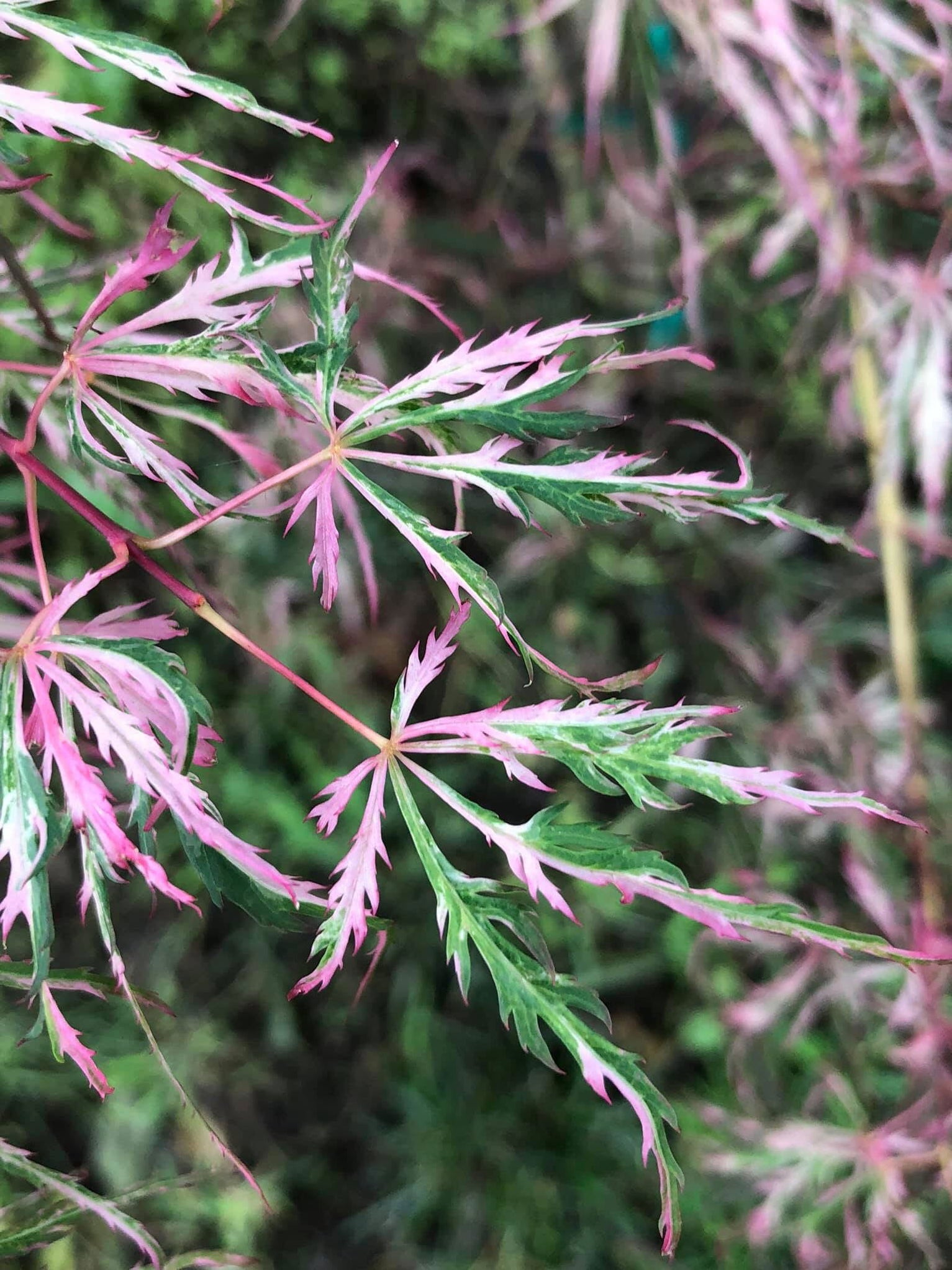 Buy Acer palmatum 'Hana matoi' Japanese Maple — Mr Maple │ Buy Japanese ...