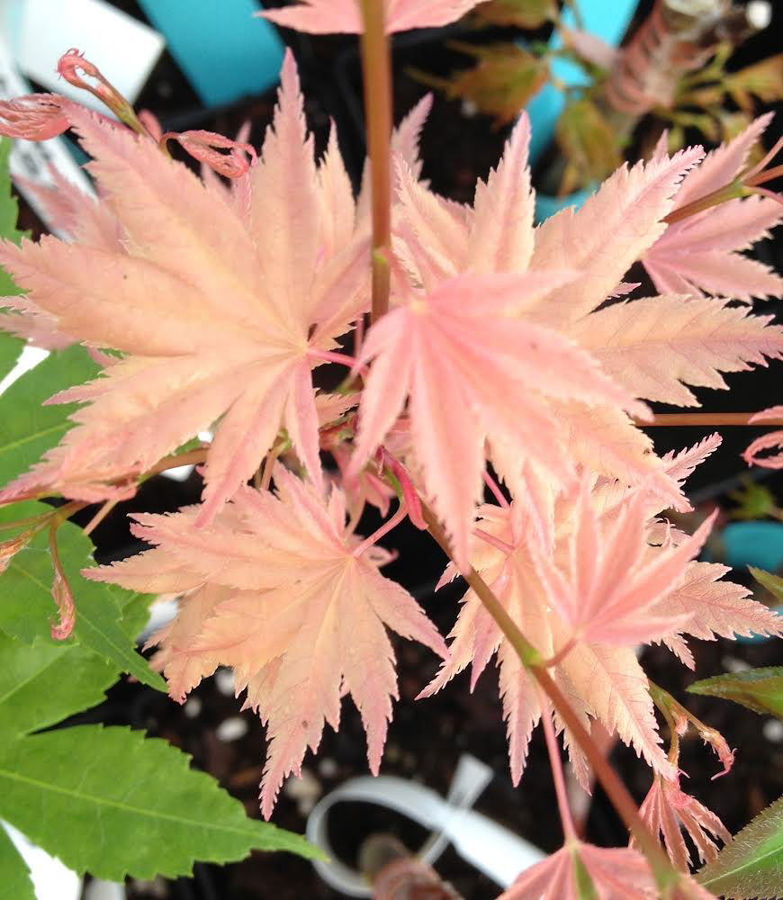 Buy Acer palmatum 'Hana tsukasa' Variegated Japanese Maple — Mr Maple ...