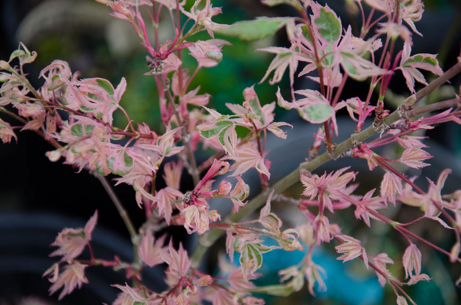 Buy Acer palmatum 'Hana tsukasa' Variegated Japanese Maple — Mr Maple ...