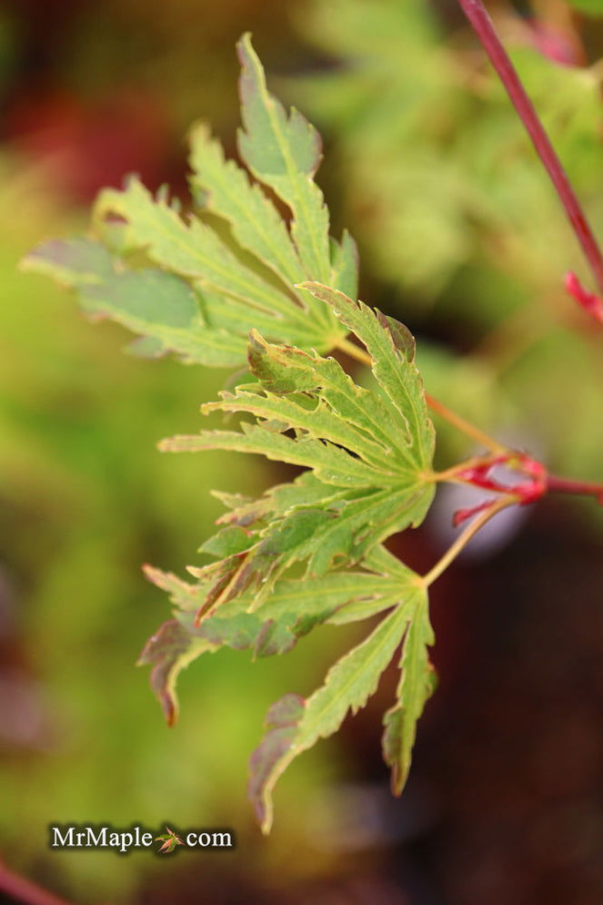 Buy Acer palmatum 'Hangover' Dwarf Variegated Japanese Maple — Mr Maple ...