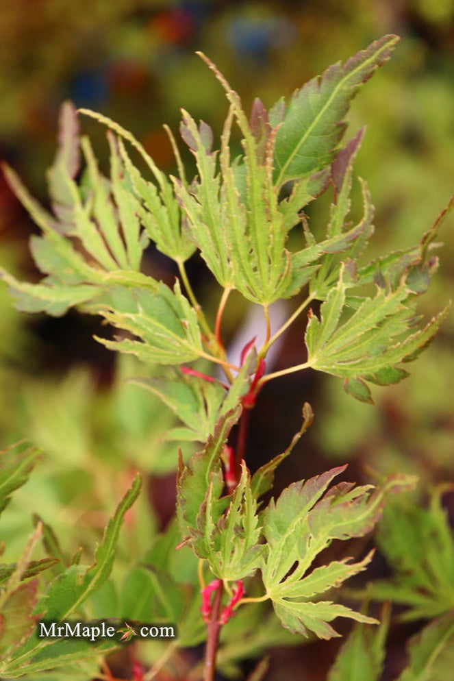 Buy Acer palmatum 'Hangover' Dwarf Variegated Japanese Maple — Mr Maple ...