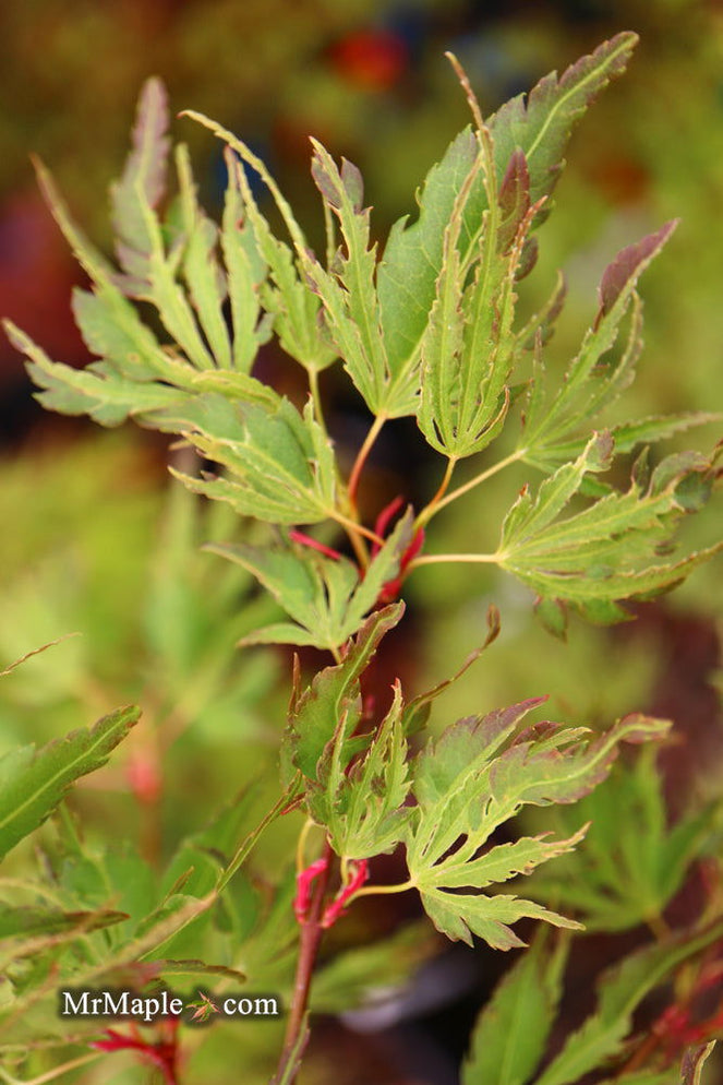 Buy Acer palmatum 'Hangover' Dwarf Variegated Japanese Maple — Mr Maple ...