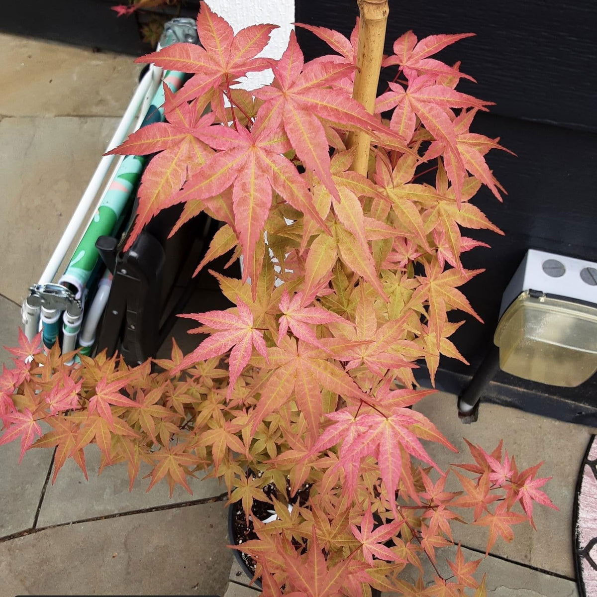 Buy Acer palmatum 'Happy Corallinum' Pink Japanese Maple — Mr Maple ...