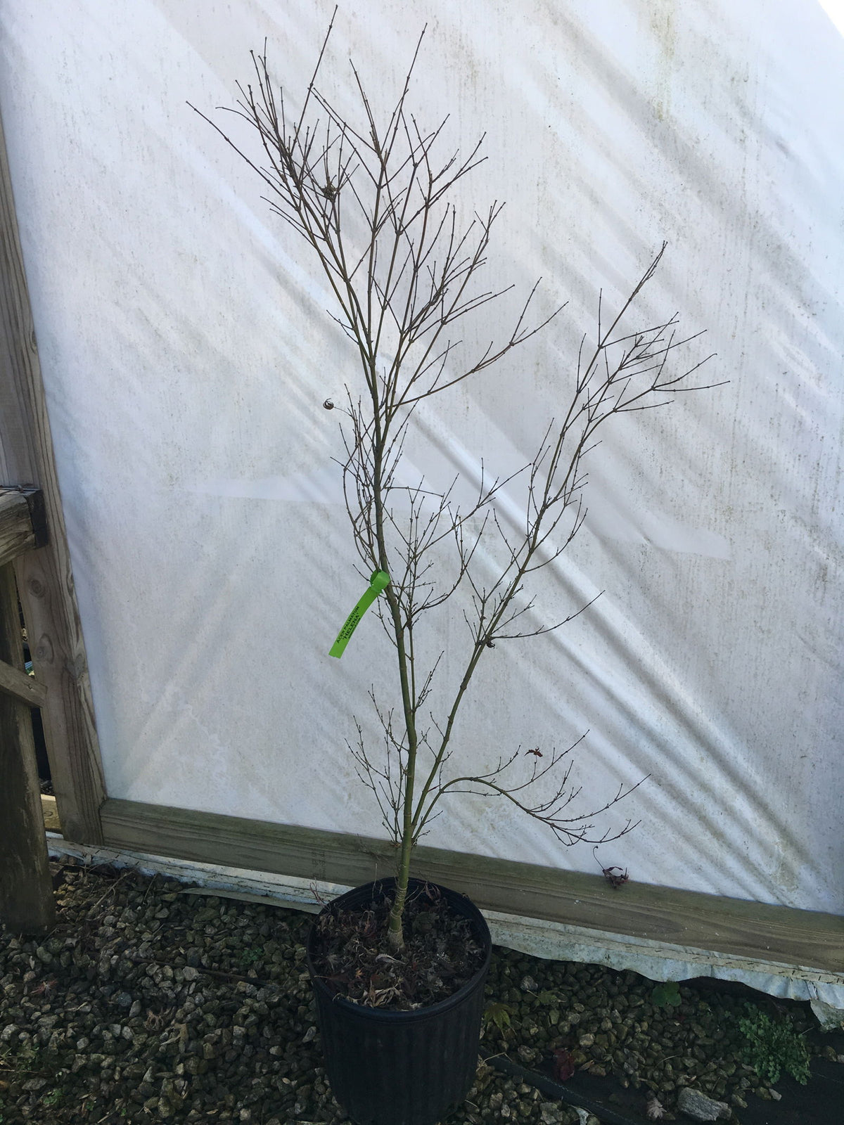Buy Acer palmatum 'Helena' Japanese Maple — Mr Maple │ Buy Japanese ...