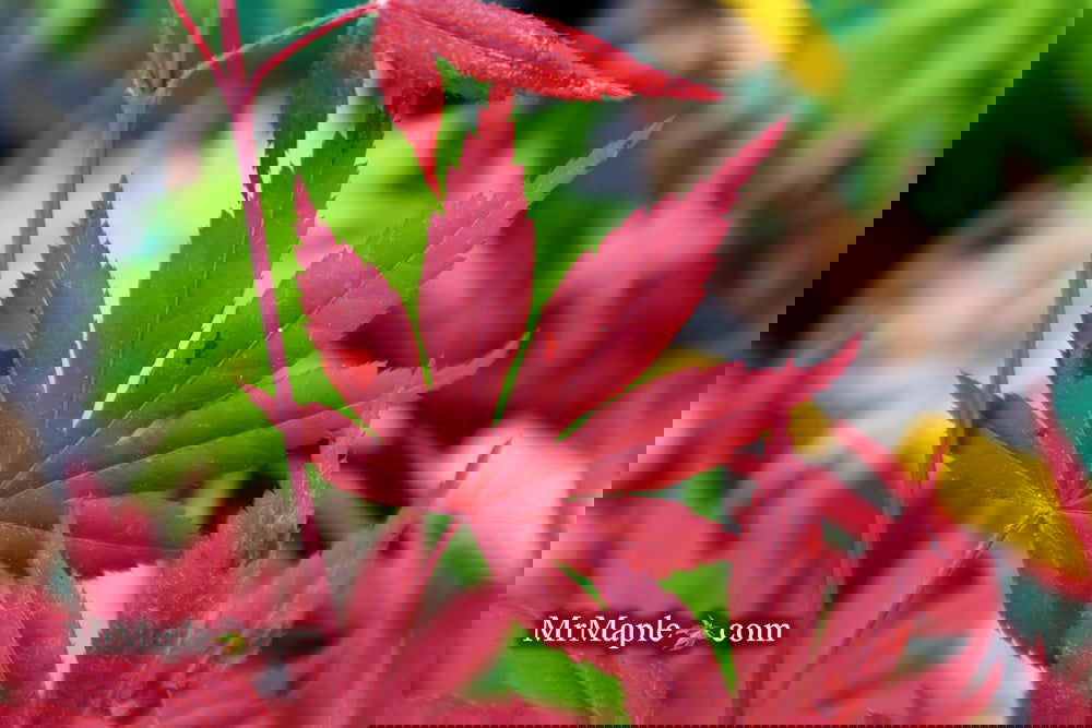 Buy Acer palmatum 'Red Spray' Japanese Maple — Mr Maple │ Buy Japanese ...