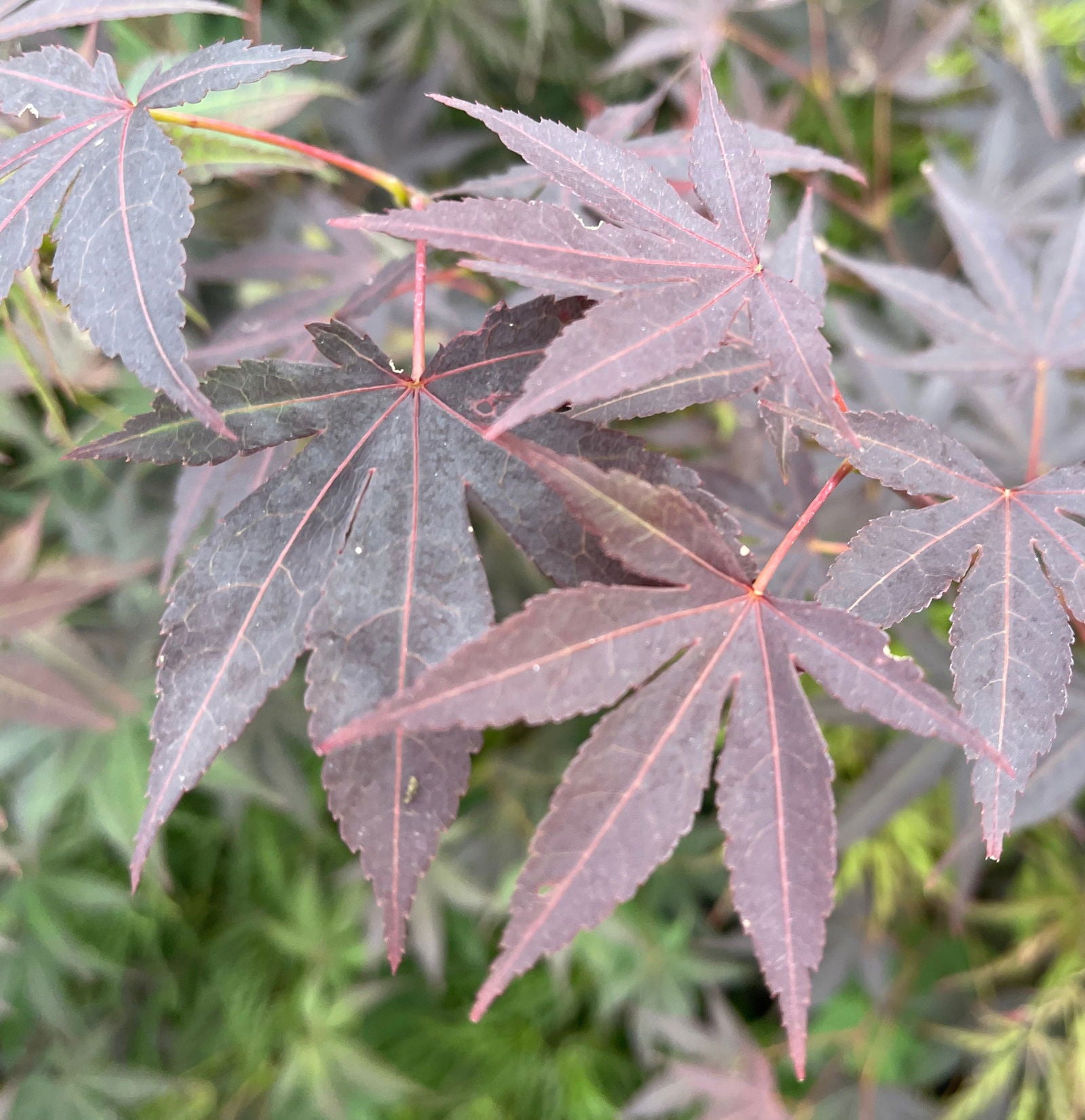 Buy Acer palmatum 'Red Spray' Japanese Maple — Mr Maple │ Buy Japanese ...