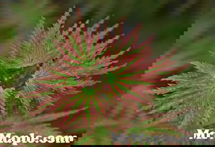 Buy Acer palmatum 'Higasayama' Japanese Maple — Mr Maple │ Buy Japanese ...