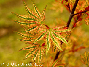 Buy Acer palmatum 'Higasayama' Japanese Maple — Mr Maple │ Buy Japanese ...