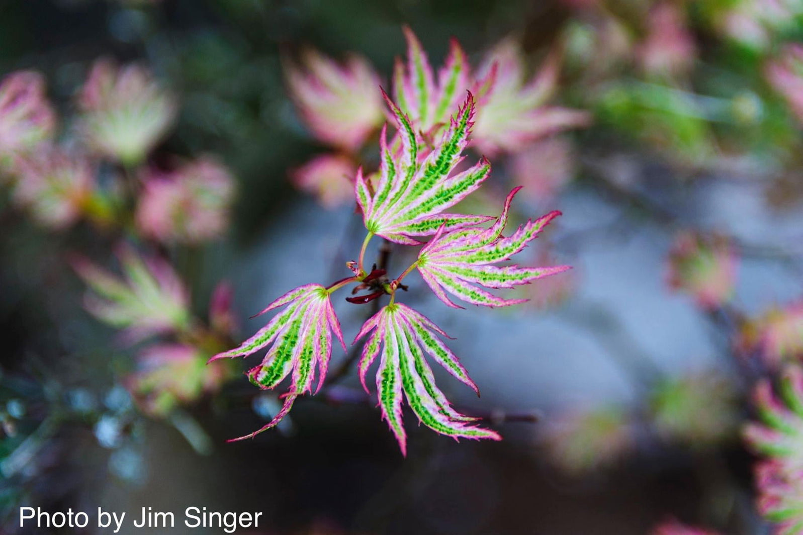Buy Acer palmatum 'Higasayama' Japanese Maple — Mr Maple │ Buy Japanese ...