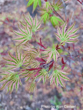 Buy Acer palmatum 'Higasayama' Japanese Maple — Mr Maple │ Buy Japanese ...