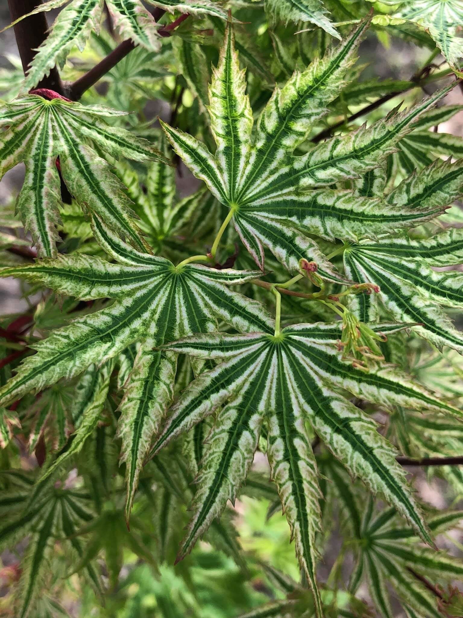 Buy Acer palmatum 'Higasayama' Japanese Maple — Mr Maple │ Buy Japanese ...