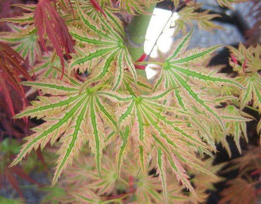 Buy Acer palmatum 'Higasayama' Japanese Maple — Mr Maple │ Buy Japanese ...