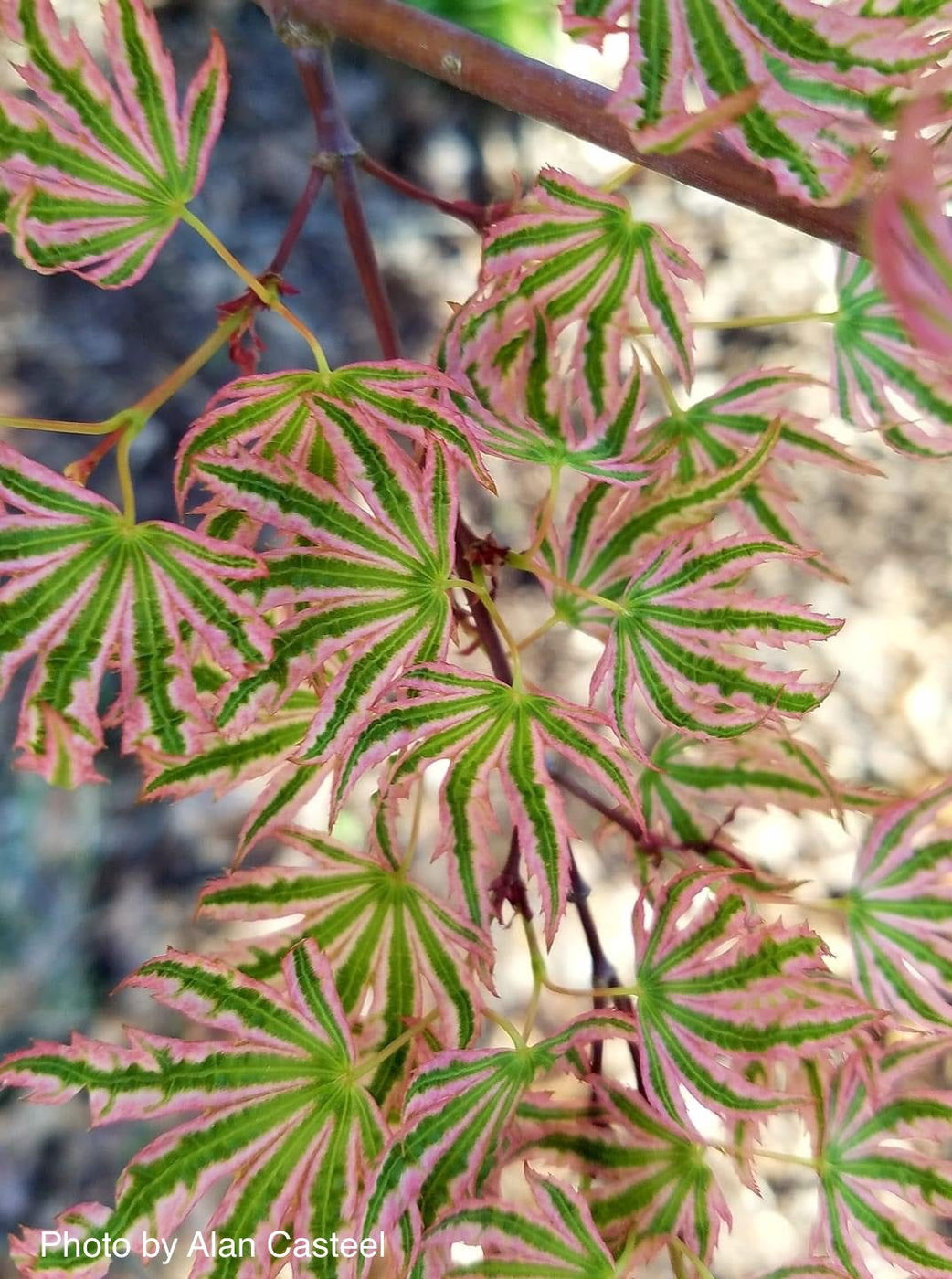 Buy Acer palmatum 'Higasayama' Japanese Maple — Mr Maple │ Buy Japanese ...