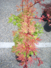 Buy Acer palmatum 'Higasayama' Japanese Maple — Mr Maple │ Buy Japanese ...