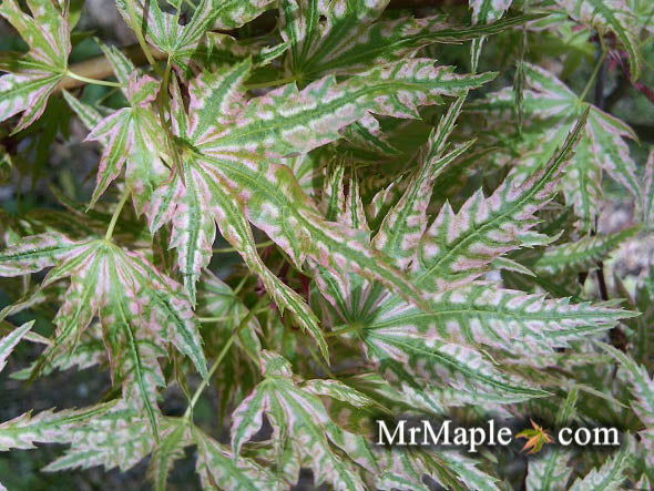 Buy Acer palmatum 'Higasayama' Japanese Maple — Mr Maple │ Buy Japanese ...