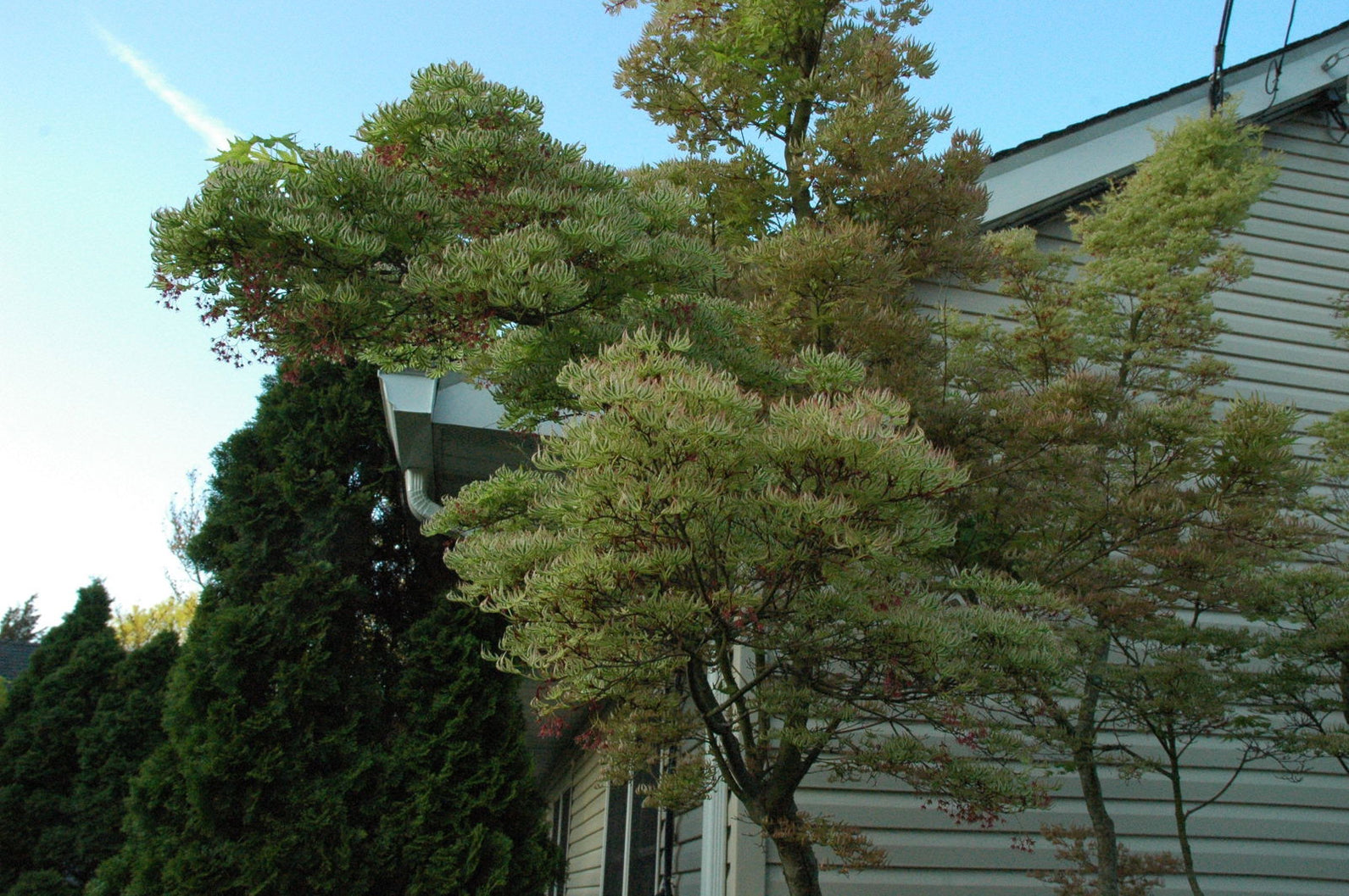 Buy Acer palmatum 'Higasayama' Japanese Maple — Mr Maple │ Buy Japanese ...