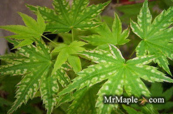 Buy Acer palmatum 'Higasayama' Japanese Maple — Mr Maple │ Buy Japanese ...