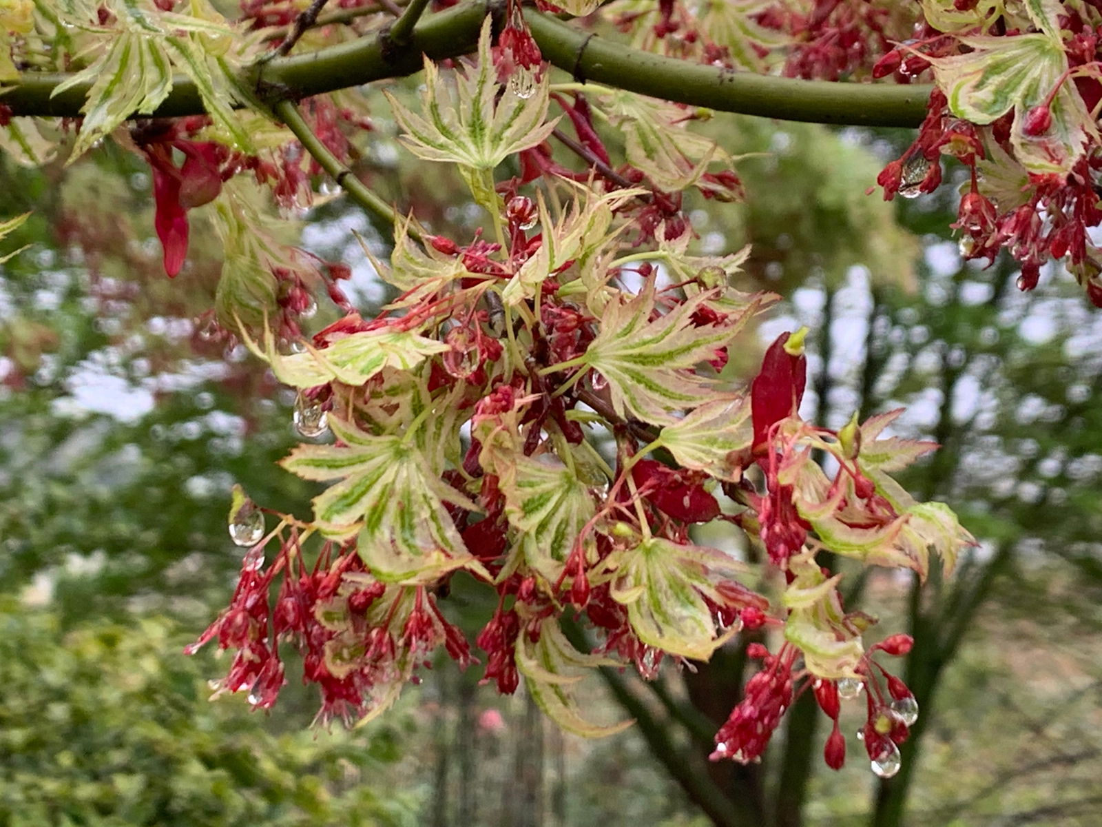 Buy Acer palmatum 'Higasayama' Japanese Maple — Mr Maple │ Buy Japanese ...
