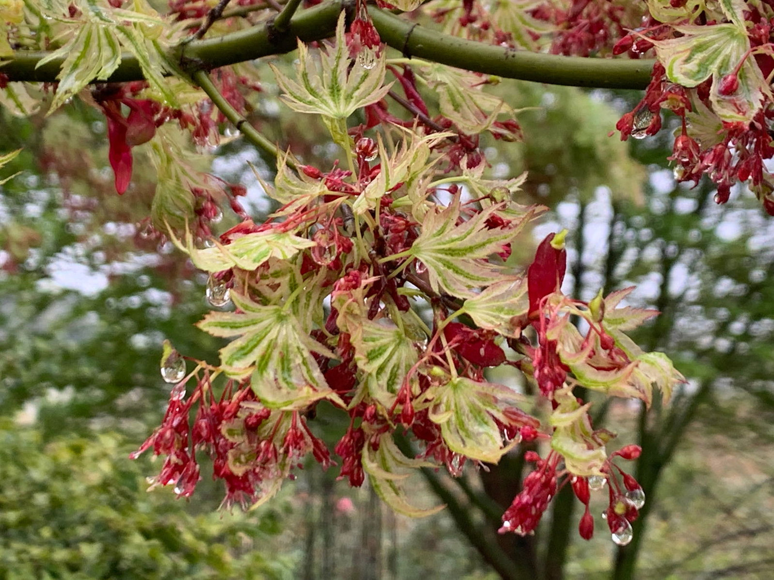 Buy Acer palmatum 'Higasayama' Japanese Maple — Mr Maple │ Buy Japanese ...