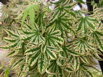Buy Acer palmatum 'Higasayama' Japanese Maple — Mr Maple │ Buy Japanese ...