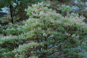 Buy Acer palmatum 'Higasayama' Japanese Maple — Mr Maple │ Buy Japanese ...