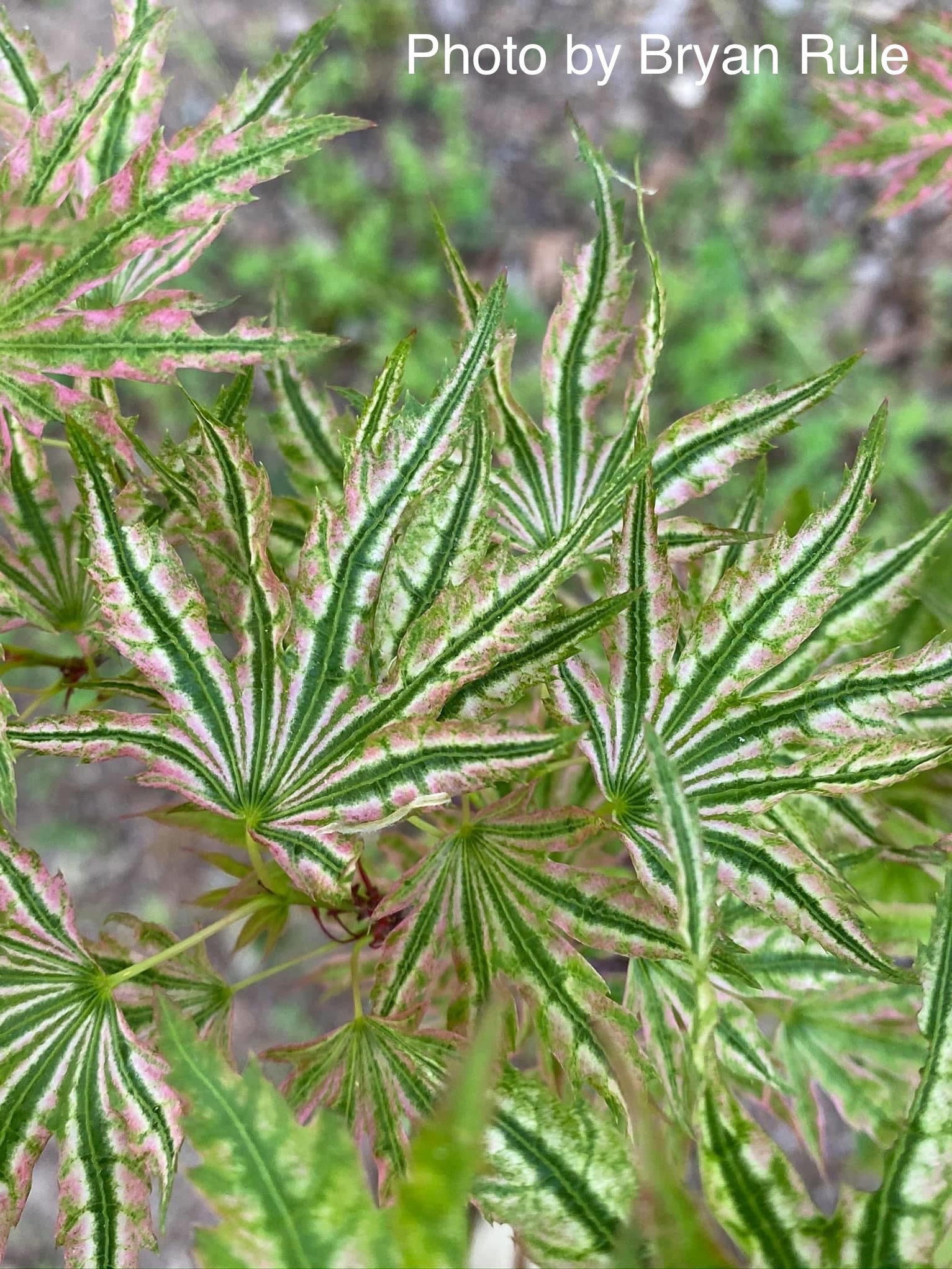 Buy Acer palmatum 'Higasayama' Japanese Maple — Mr Maple │ Buy Japanese ...