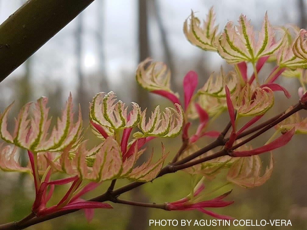 Buy Acer palmatum 'Higasayama' Japanese Maple — Mr Maple │ Buy Japanese ...