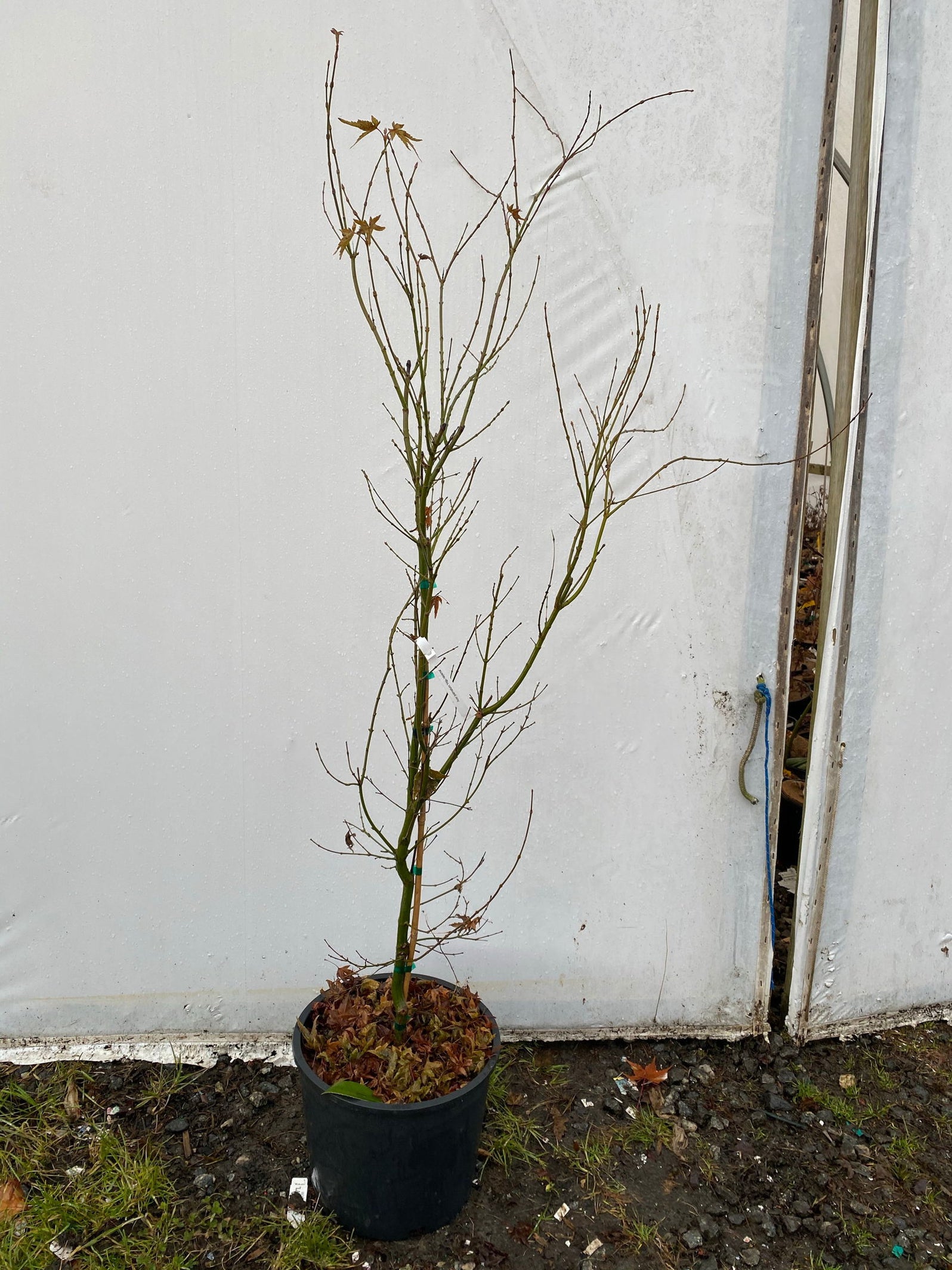 Buy Acer palmatum 'Higasayama' Japanese Maple — Mr Maple │ Buy Japanese ...