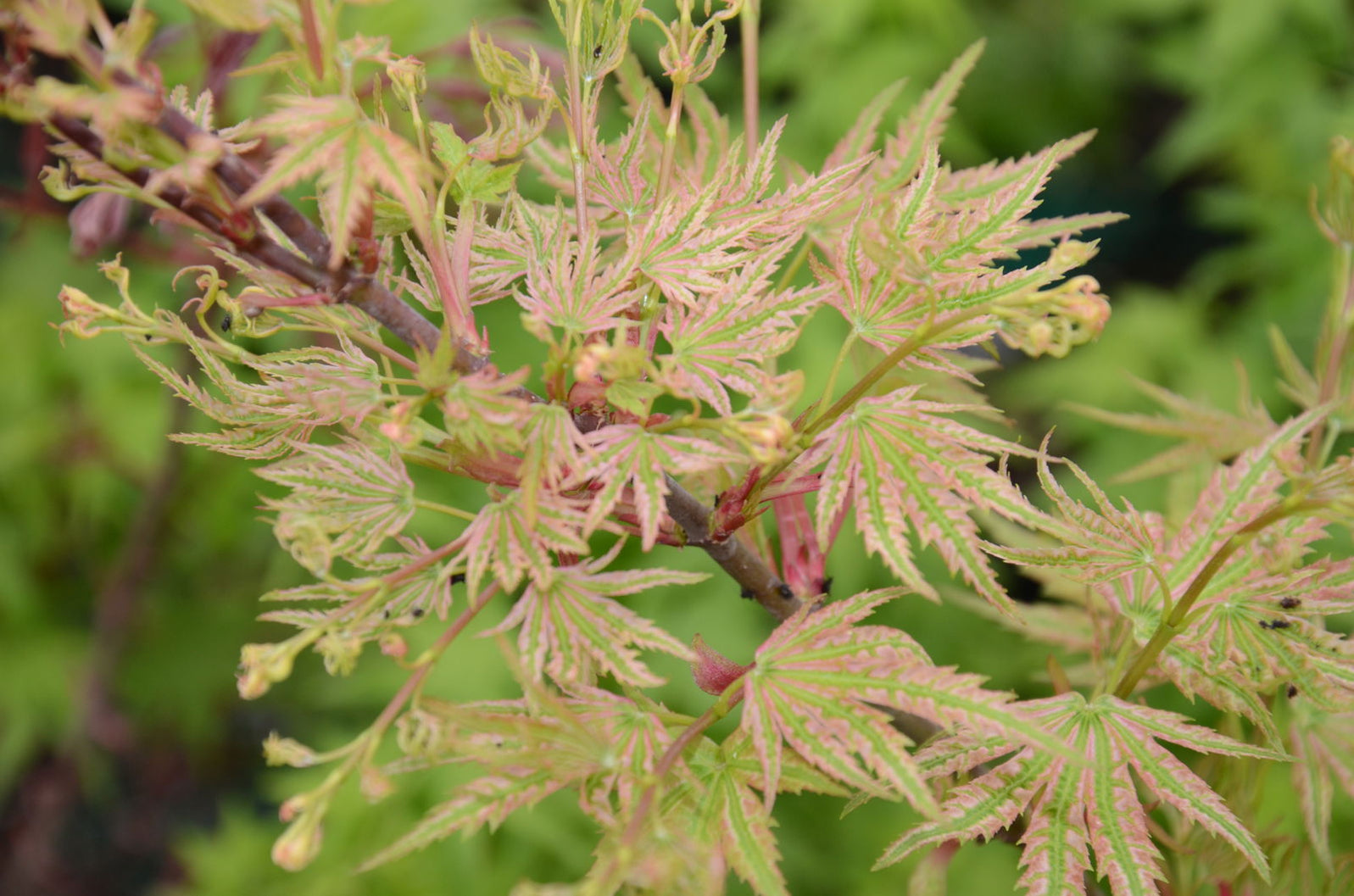 Buy Acer palmatum 'Higasayama' Japanese Maple — Mr Maple │ Buy Japanese ...