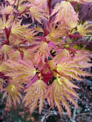 Buy Acer palmatum 'Higasayama' Japanese Maple — Mr Maple │ Buy Japanese ...