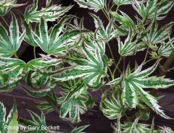 Buy Acer palmatum 'Higasayama' Japanese Maple — Mr Maple │ Buy Japanese ...