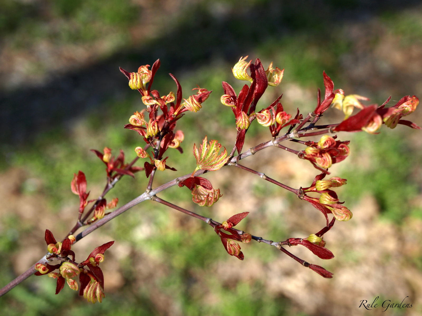 Buy Acer palmatum 'Higasayama' Japanese Maple — Mr Maple │ Buy Japanese ...