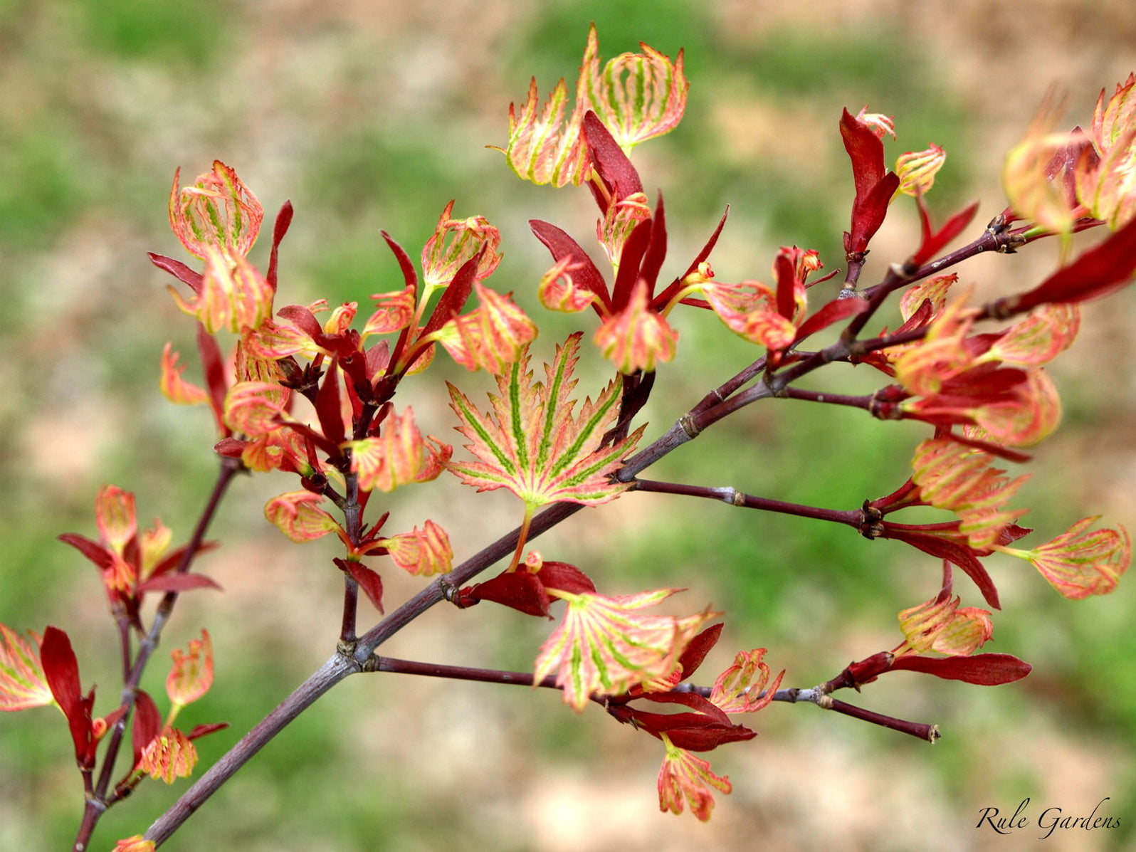 Buy Acer palmatum 'Higasayama' Japanese Maple — Mr Maple │ Buy Japanese ...