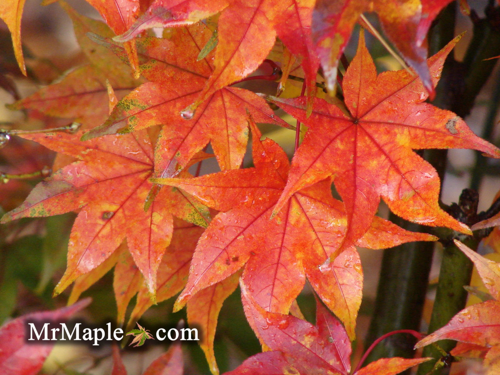 Buy Acer palmatum 'Hogyoku' Japanese Maple — Mr Maple │ Buy Japanese ...