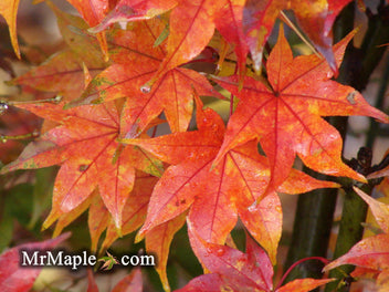 Buy Acer palmatum 'Hogyoku' Japanese Maple — Mr Maple │ Buy Japanese ...