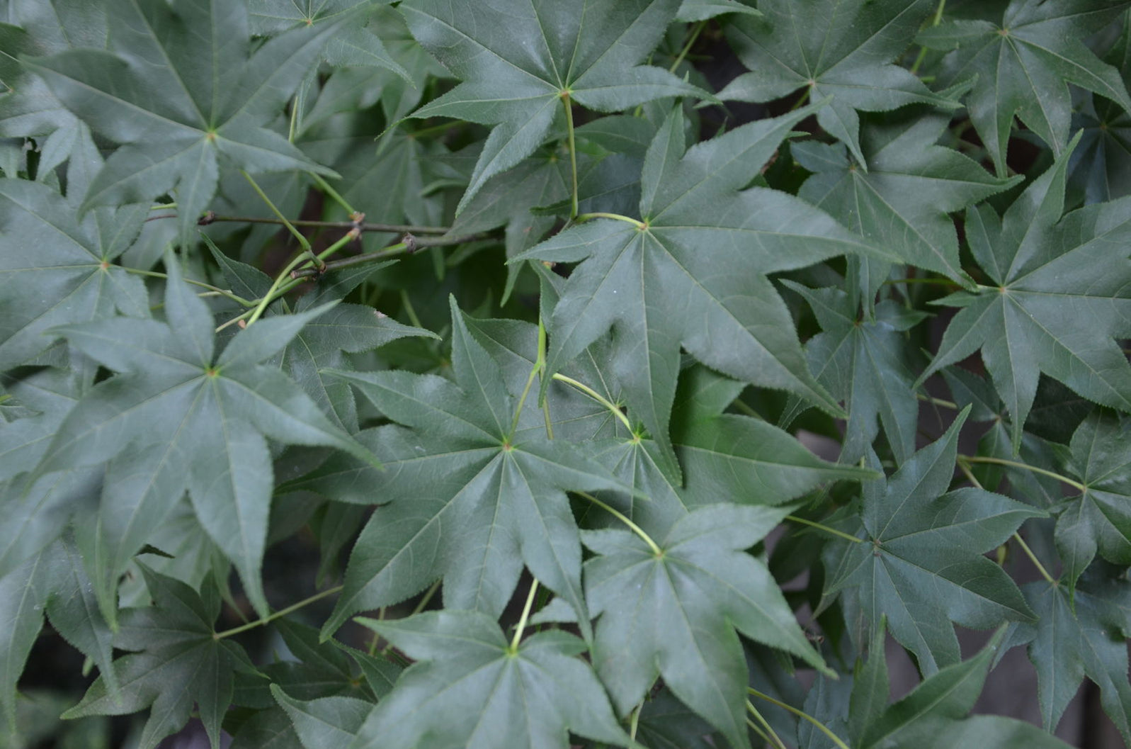 Buy Acer palmatum 'Hogyoku' Japanese Maple — Mr Maple │ Buy Japanese ...