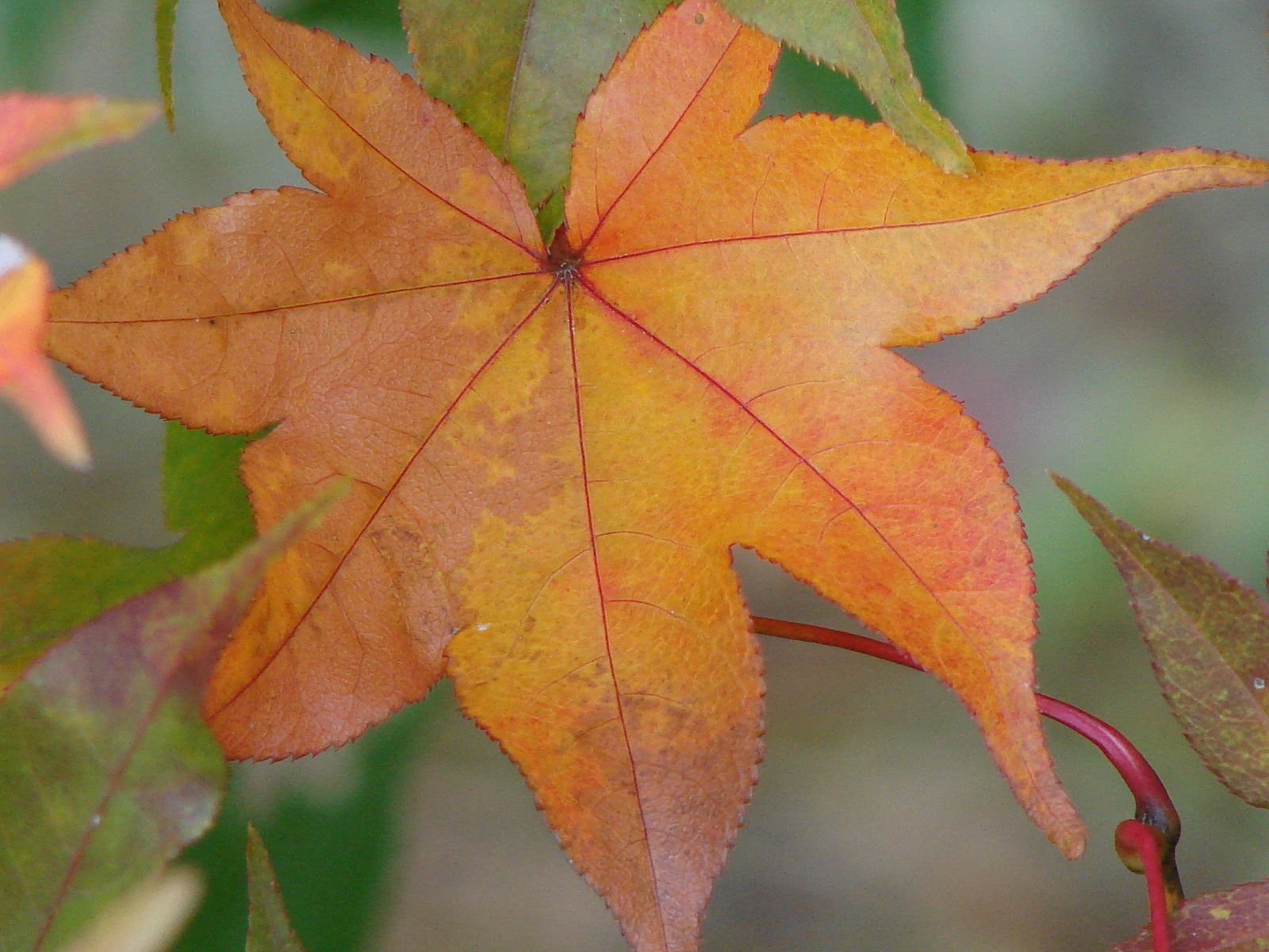 Buy Acer palmatum 'Hogyoku' Japanese Maple — Mr Maple │ Buy Japanese ...