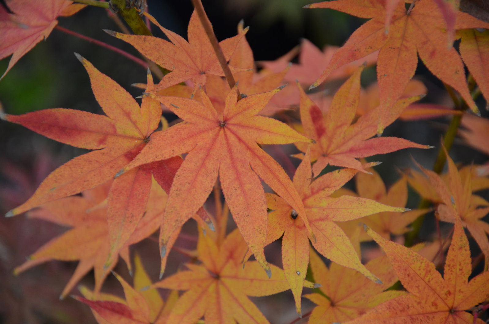 Buy Acer palmatum 'Hogyoku' Japanese Maple — Mr Maple │ Buy Japanese ...