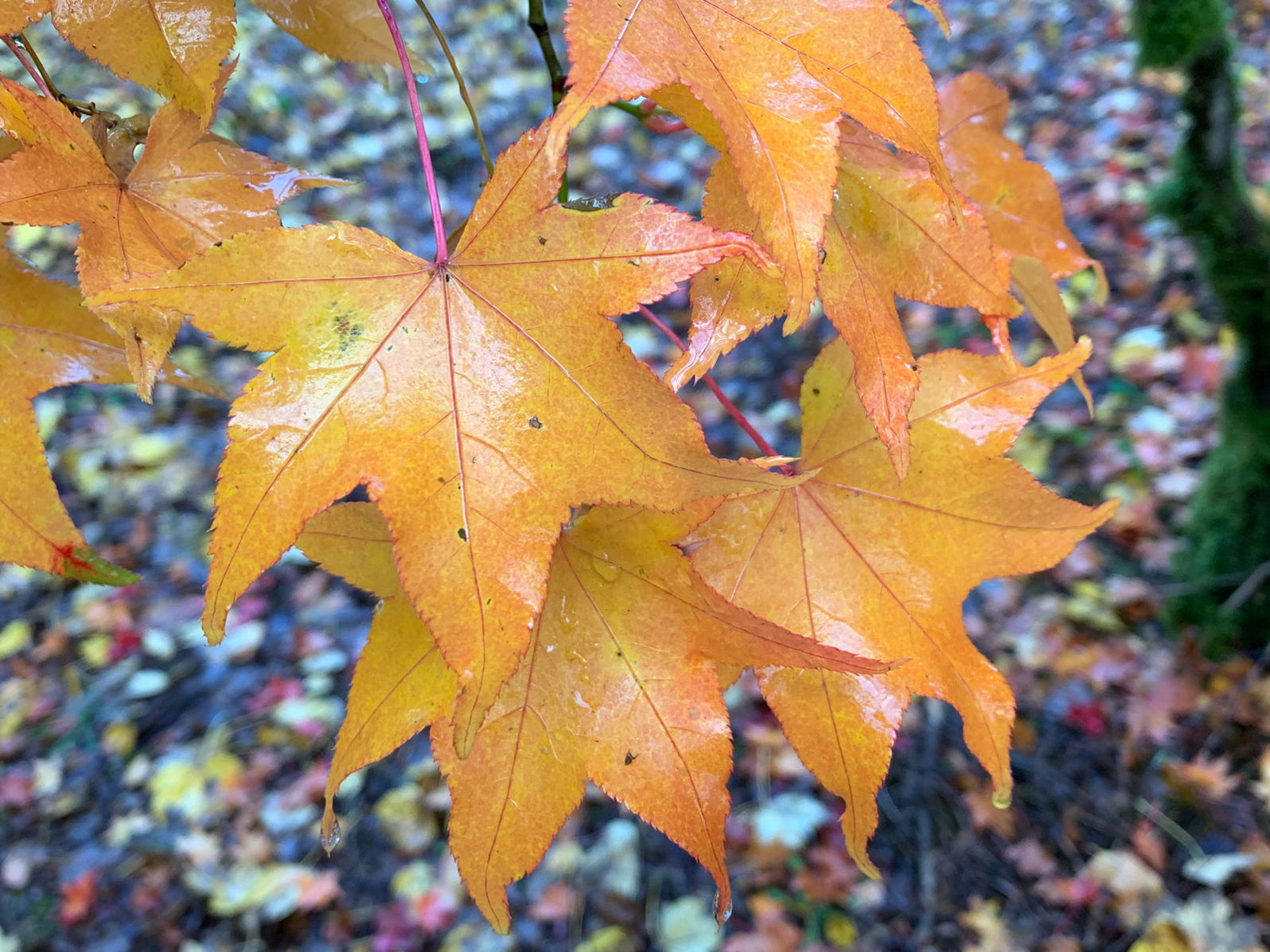 Buy Acer palmatum 'Hogyoku' Japanese Maple — Mr Maple │ Buy Japanese ...