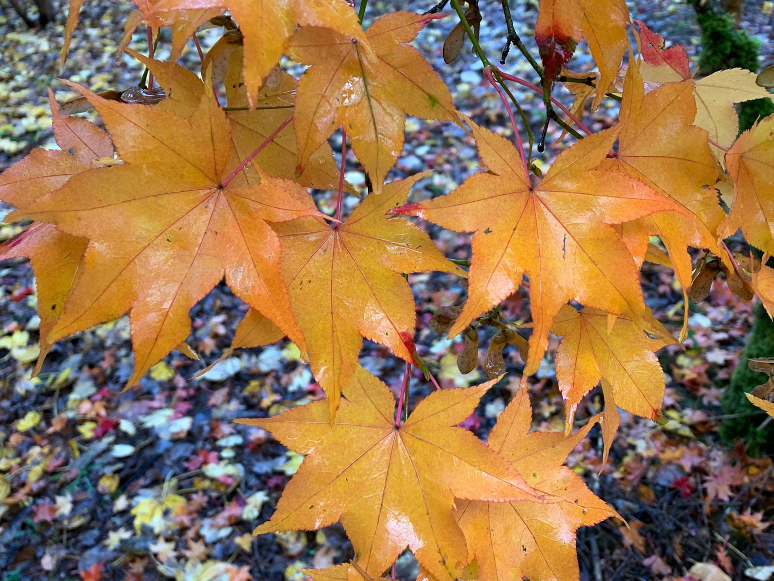 Buy Acer palmatum 'Hogyoku' Japanese Maple — Mr Maple │ Buy Japanese ...