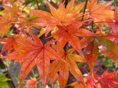 Buy Acer palmatum 'Hogyoku' Japanese Maple — Mr Maple │ Buy Japanese ...