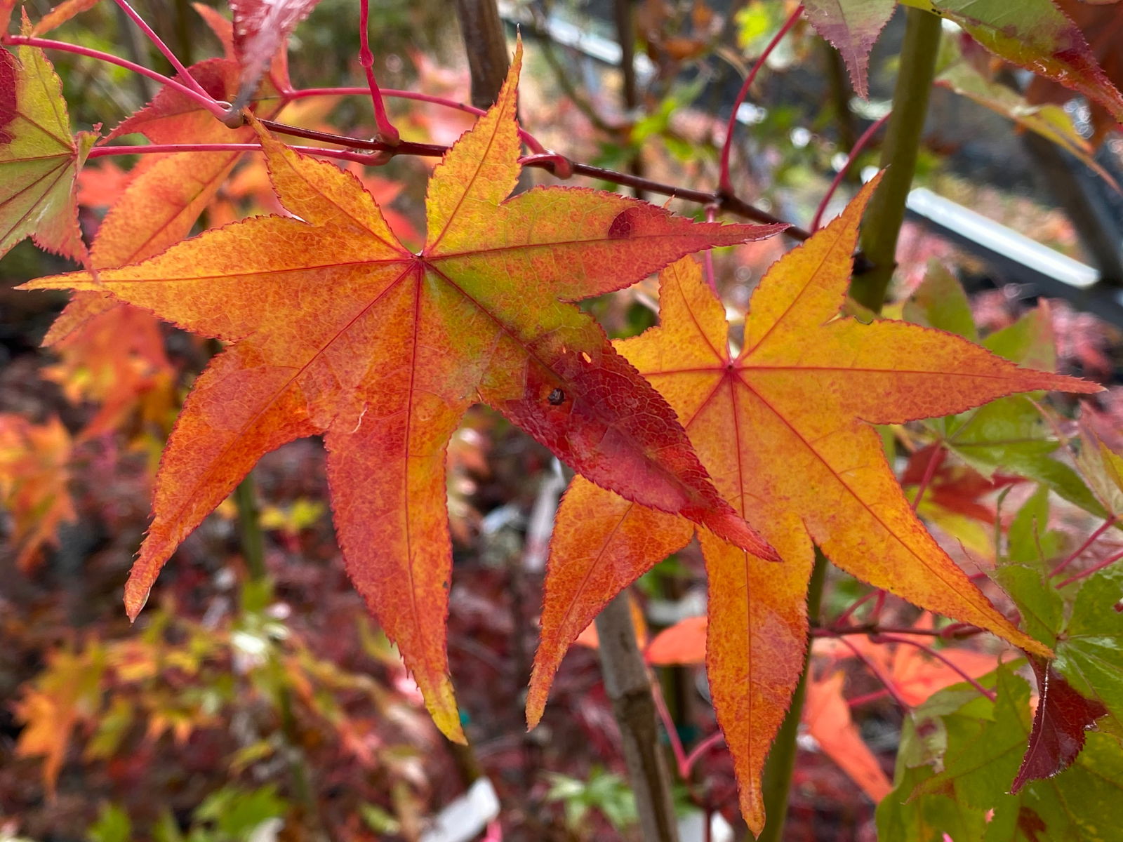 Buy Acer palmatum 'Hogyoku' Japanese Maple — Mr Maple │ Buy Japanese ...