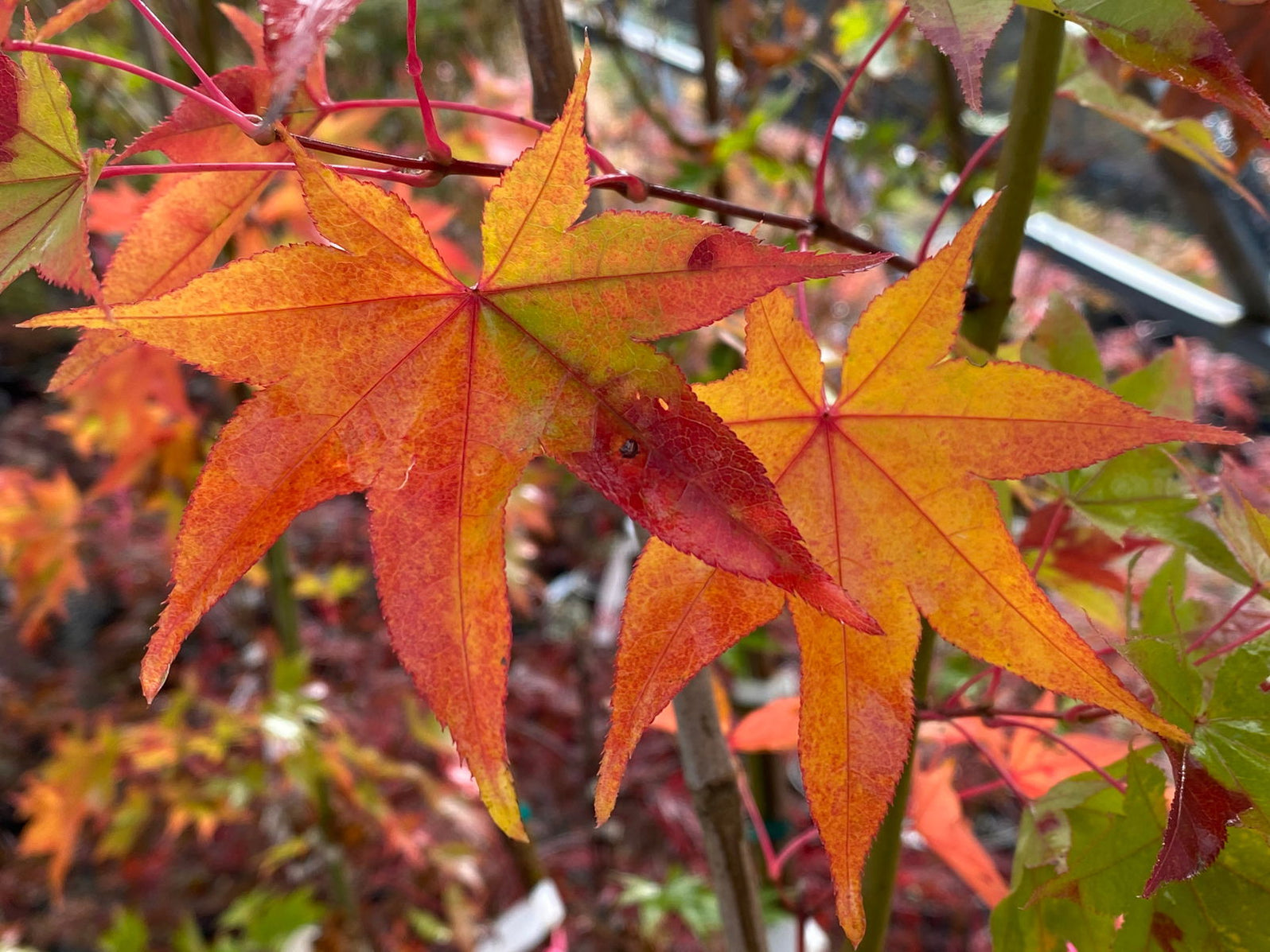 Buy Acer palmatum 'Hogyoku' Japanese Maple — Mr Maple │ Buy Japanese ...