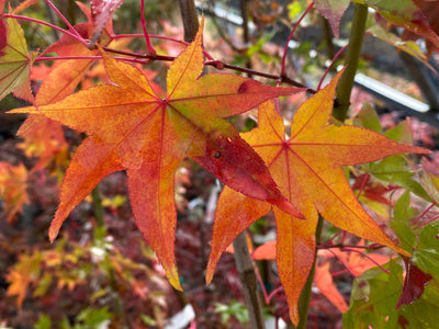 Buy Acer palmatum 'Hogyoku' Japanese Maple — Mr Maple │ Buy Japanese ...