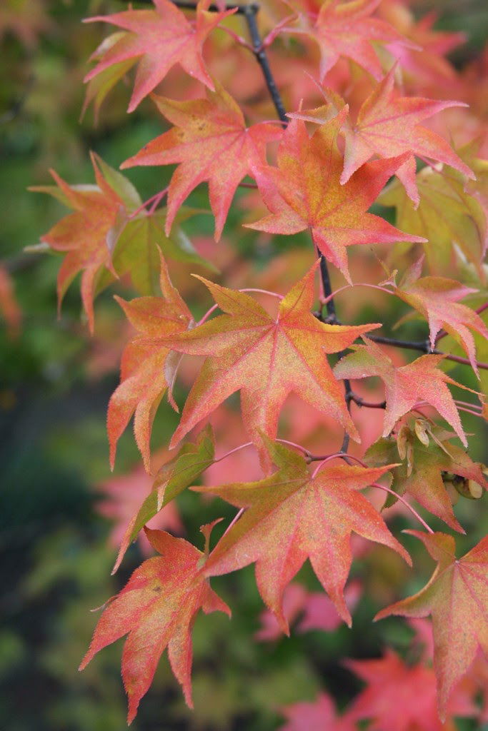 Buy Acer palmatum 'Hogyoku' Japanese Maple — Mr Maple │ Buy Japanese ...