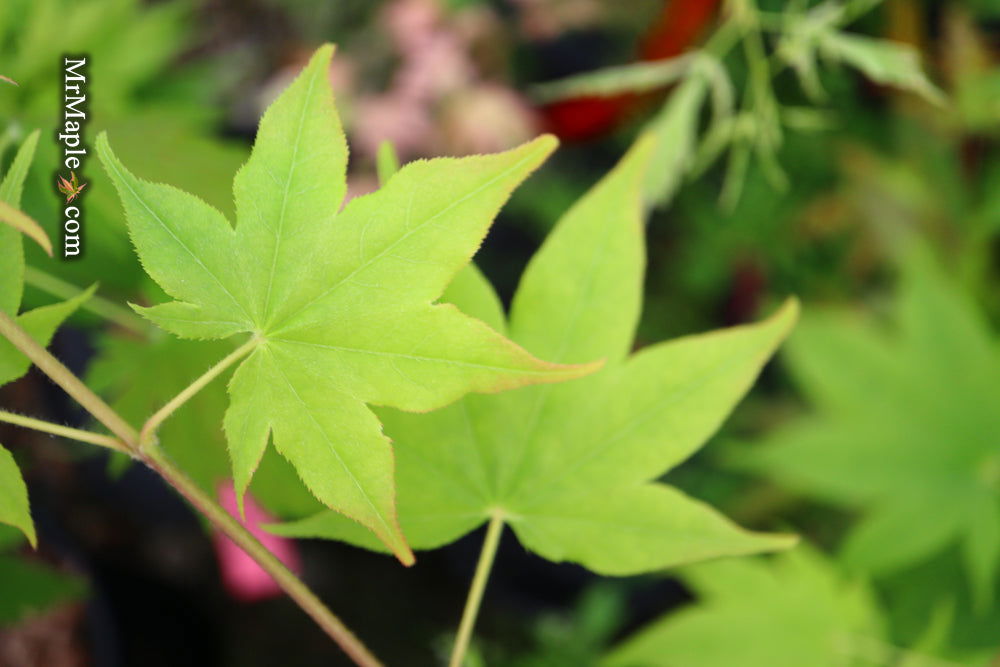 Buy Acer palmatum 'Hogyoku' Japanese Maple — Mr Maple │ Buy Japanese ...