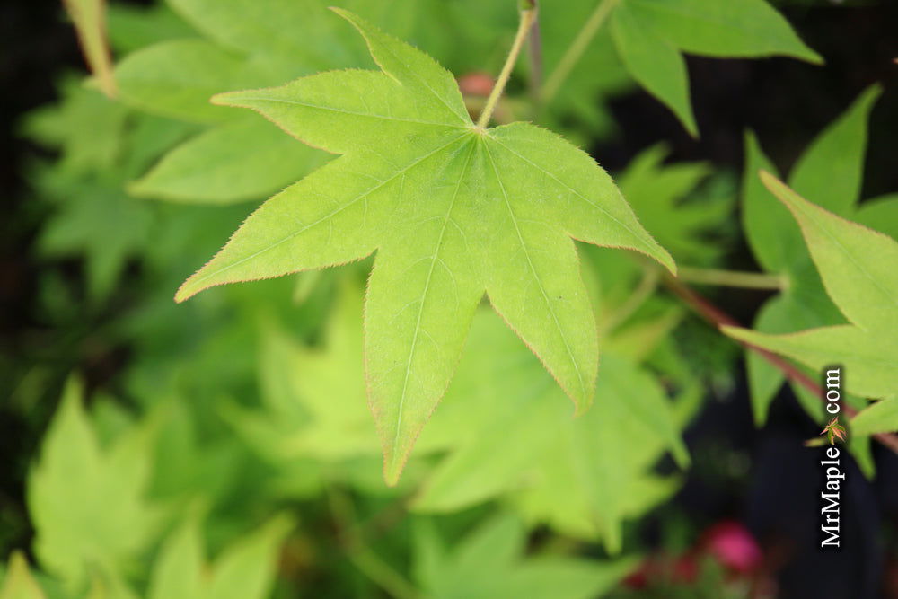 Buy Acer palmatum 'Hogyoku' Japanese Maple — Mr Maple │ Buy Japanese ...